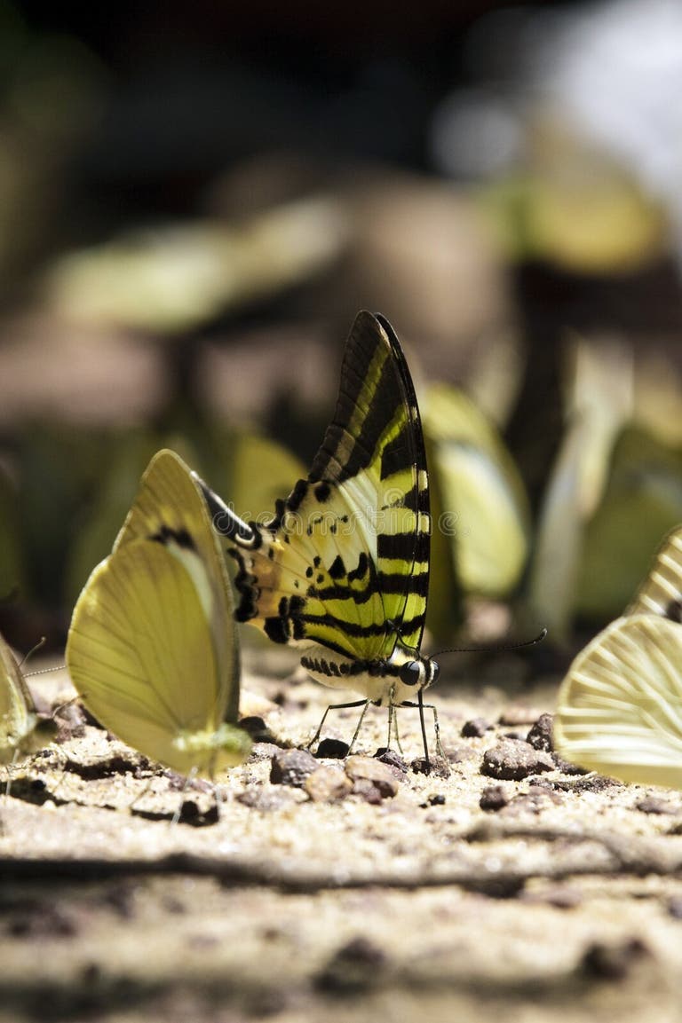 315 Swordtail Butterfly Stock Photos - Free & Royalty-Free Stock Photos ...