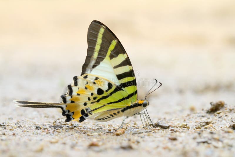 Swordtail butterfly stock photo. Image of science, close - 28983530