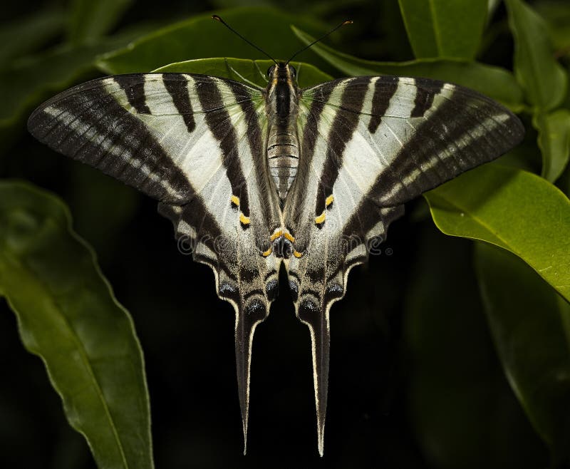 289 Swordtail Butterfly Photos - Free & Royalty-Free Stock Photos from ...