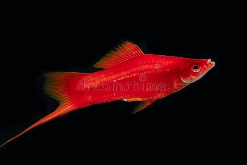 Swordtail Red Color Males in the Dark Stock Image - Image of male ...