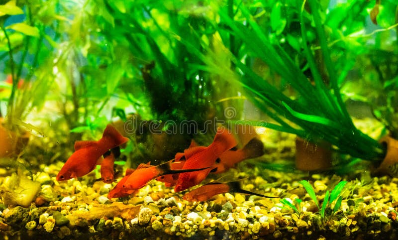 The Swordtail stock image. Image of pack, school, tropical - 84750885