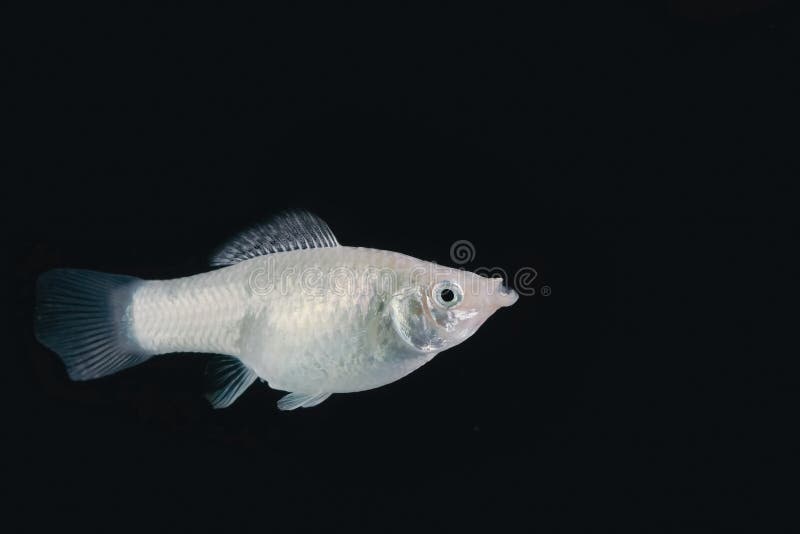 Swordtail White Color Females in the Dark Stock Photo - Image of male ...