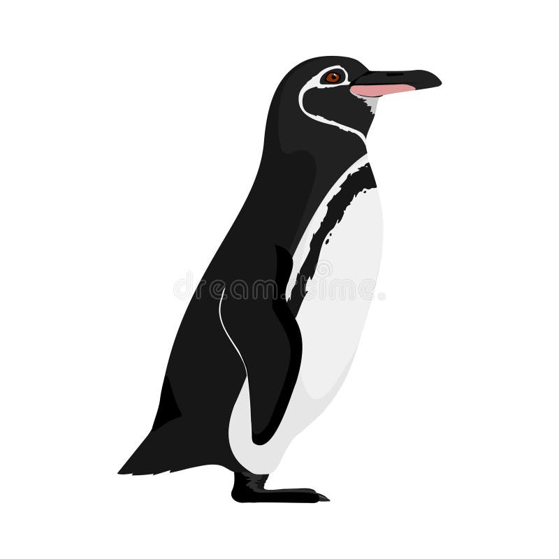 Galapagos Penguin Stock Illustrations – 188 Galapagos Penguin Stock ...