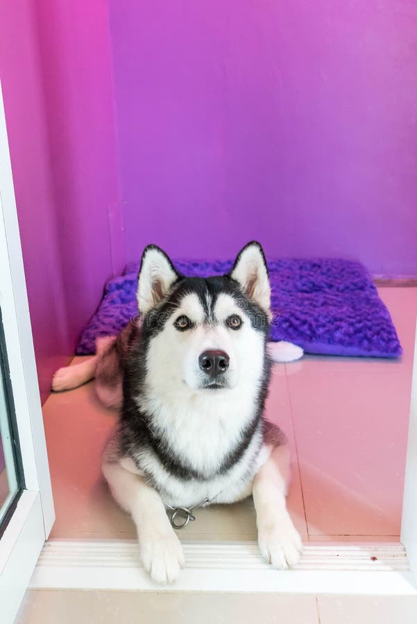 Syberien husky in room stock photo. Image of siberian - 100824074