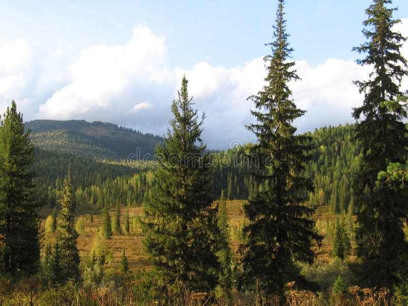 Syberyjska tajga zdjęcie stock. Obraz złożonej z dziki - 36254614