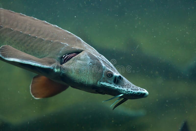 Syberyjski Jesiotr & X28; Acipenser Baerii& X29; Obraz Stock - Obraz ...