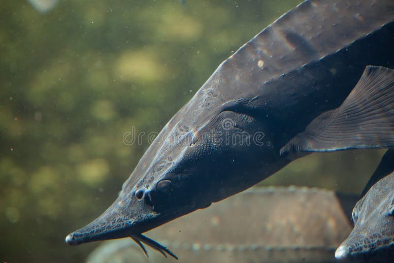 Syberyjski Jesiotra Acipenser Baerii Zdjęcie Stock - Obraz złożonej z ...