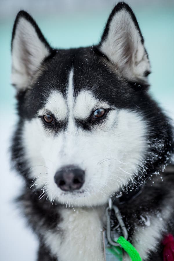 Syberyjskiego Husky Psa Portret Zdjęcie Stock - Obraz złożonej z śnieg ...