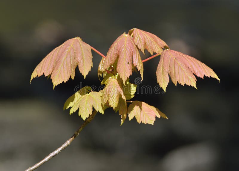 Sycamore Tree Spring Leaves Stock Image - Image of wood, sycamore: 12980859