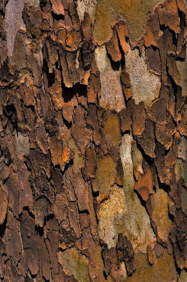Photo of Eucalyptus Tree Bark Texture Stock Photo - Image of nature ...