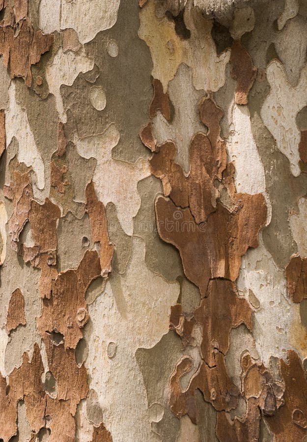American Sycamore Tree Bark Stock Photo - Image of plane, planetree ...