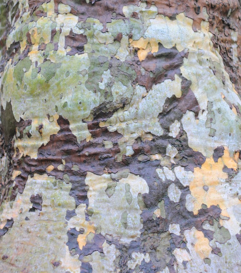 Sycamore Bark stock image. Image of brown, mottled, camouflage - 44980737