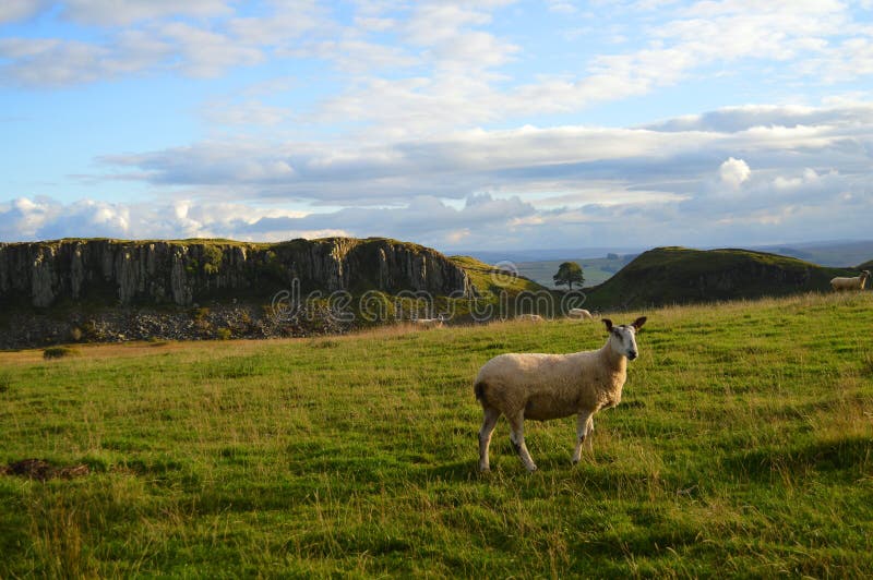 Sycamore Gap, Steel Rigg stock photo. Image of misty - 61750554