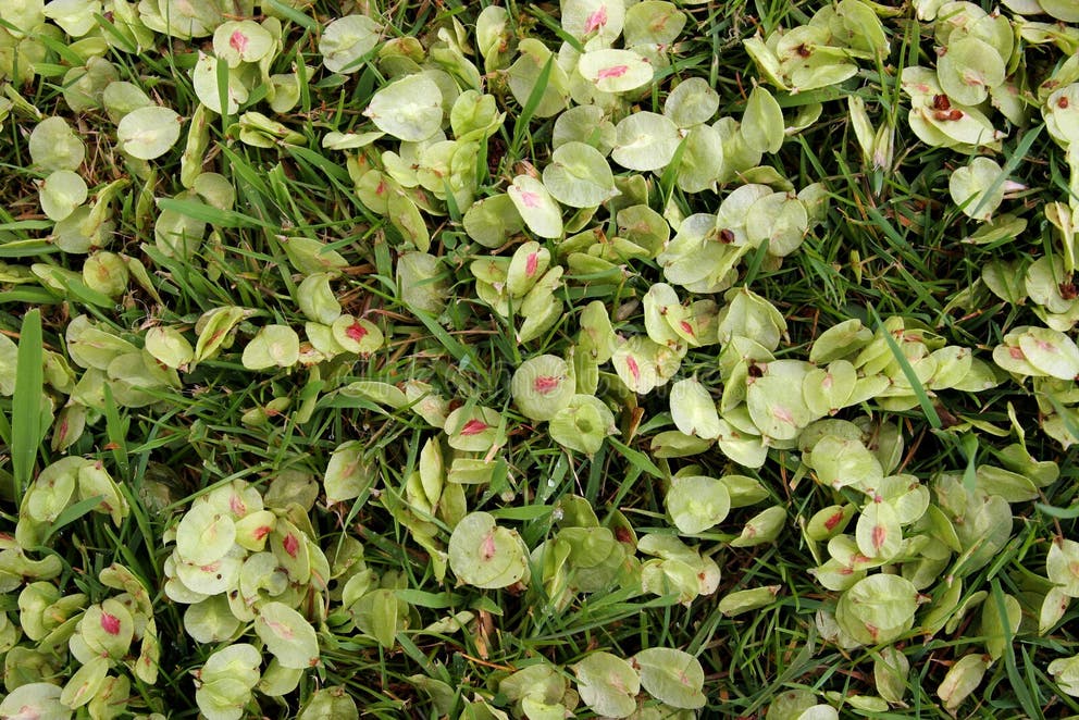 Sycamore Keys stock image. Image of grass, life, pollination - 3502215