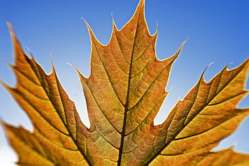 Sycamore Leaf stock image. Image of closeup, life, pure - 744419