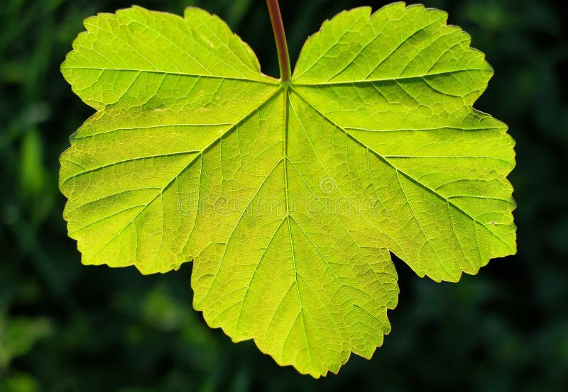 Sycamore leaf stock image. Image of spring, fresh, single - 71220061