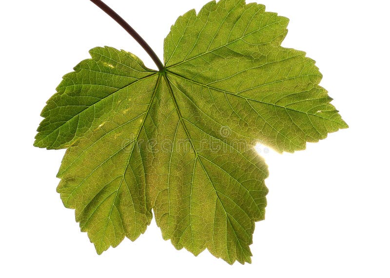 Sycamore leaf stock photo. Image of pattern, fresh, spring - 71220426