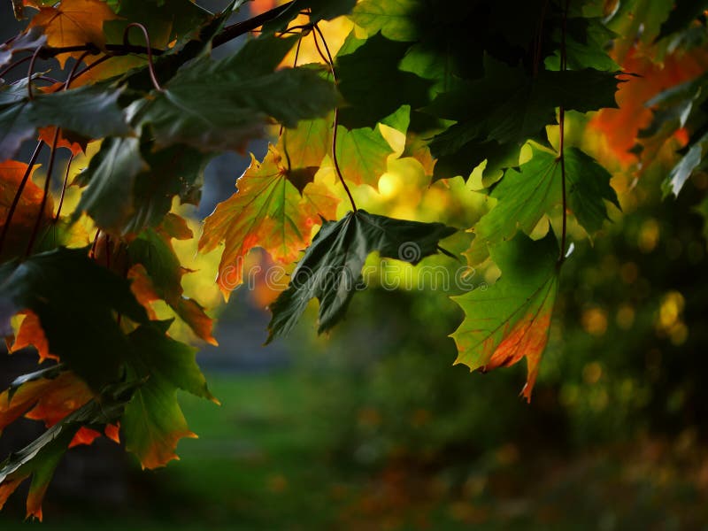 Sycamore Leaves Changing Color in Autumn Medium Shot Stock Photo ...