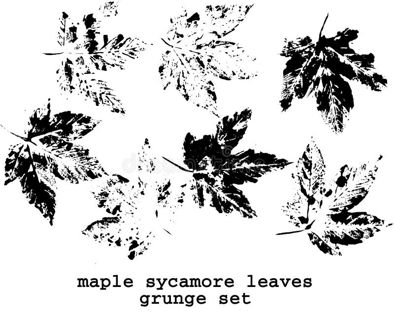 Sycamore leaves stock illustration. Illustration of blots - 34195596