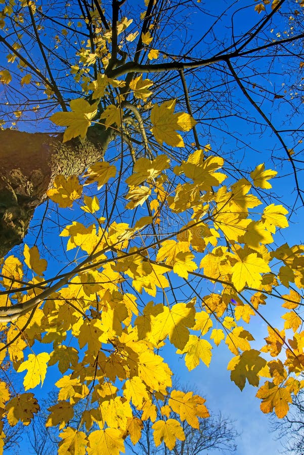 Sycamore Tree Fall Colors Stock Images - Download 234 Royalty Free Photos