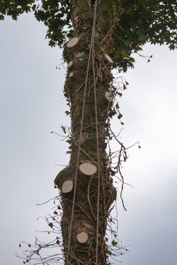 Sycamore Maple Being Chopped by an Tree Surgeon Stock Photo - Image of ...