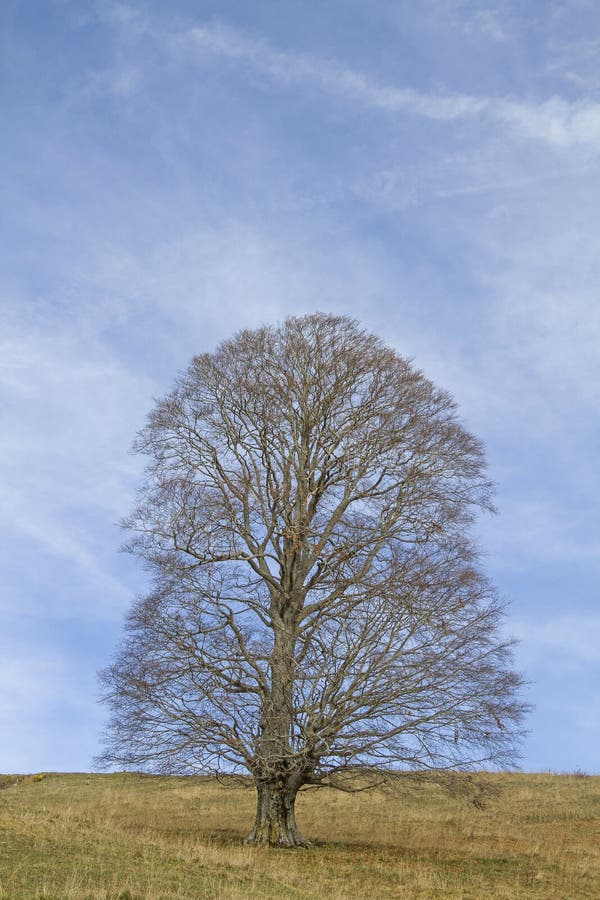Sycamore Maple on a Mountain Meadow Stock Photo - Image of monti ...