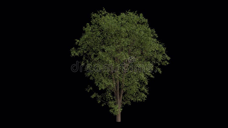 Sycamore Maple Tree Blowing in the Wind. Acer Pseudoplatanus Tree ...