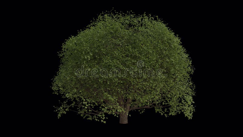 Sycamore Maple Tree Blowing in the Wind. Acer Pseudoplatanus Tree ...