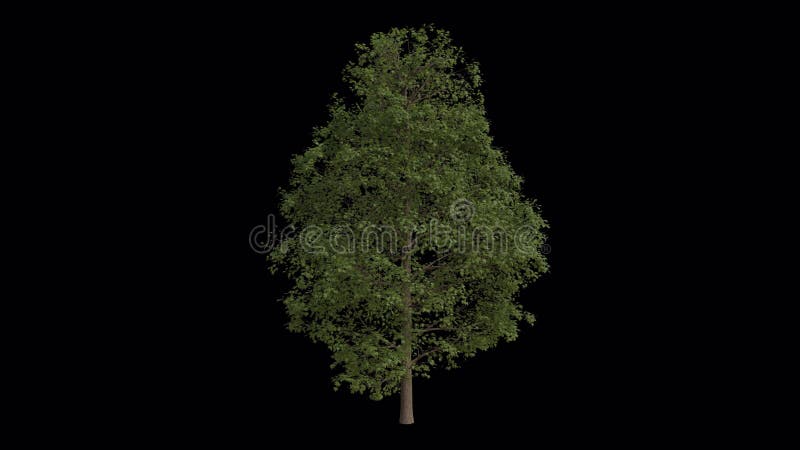 Sycamore Maple Tree Blowing in the Wind. Acer Pseudoplatanus Tree ...