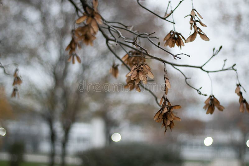 Dry Branch with Dead Leaves in Winter Stock Image - Image of maple ...
