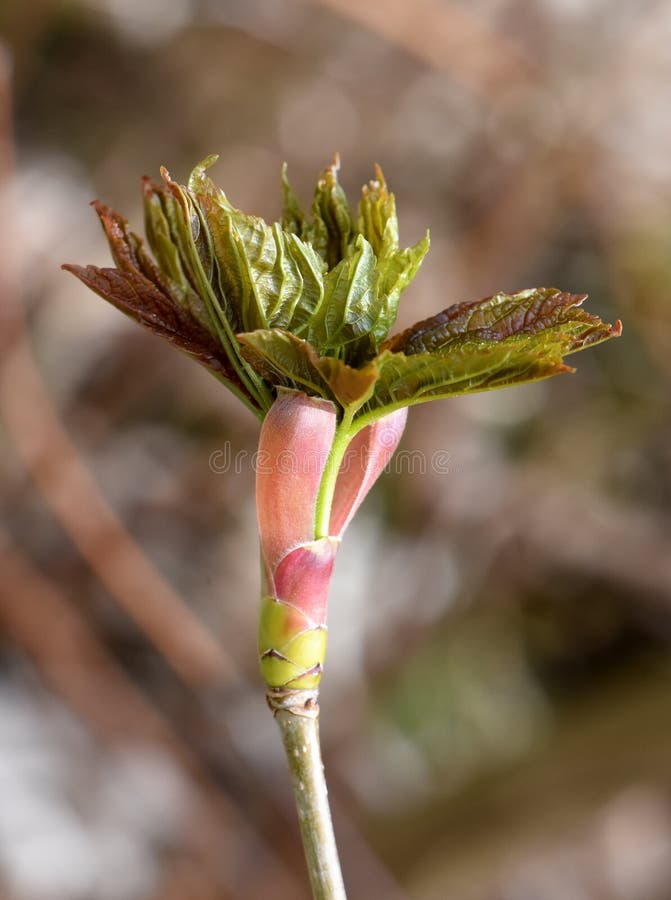 Sycamore maple tree stock photo. Image of springtime - 101330984
