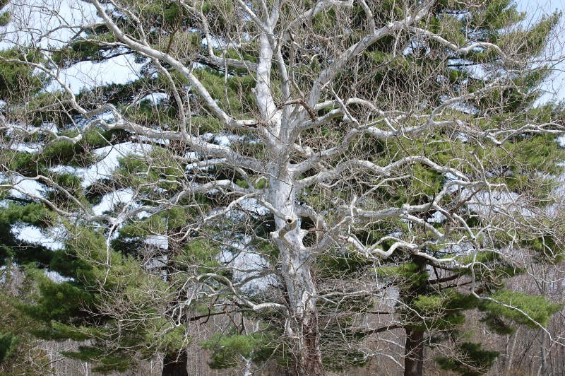 Dead Sycamore Seeds stock photo. Image of vegetable - 143332652