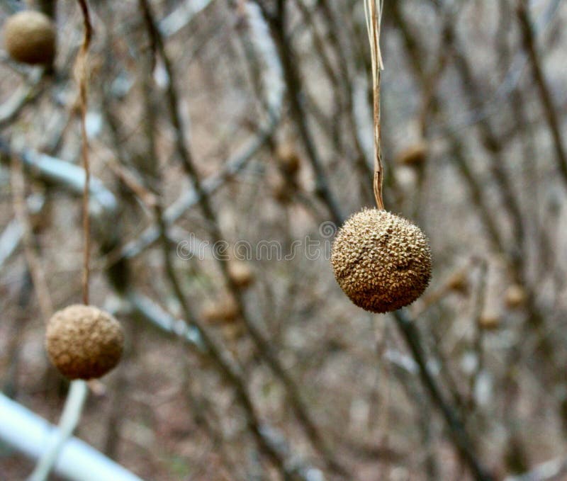 Sycamore Seed Pod Hanging on a Broken Branch Stock Image - Image of ...