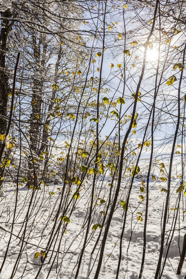 Sycamore Saplings in Snow in Scotland. Stock Image - Image of ...