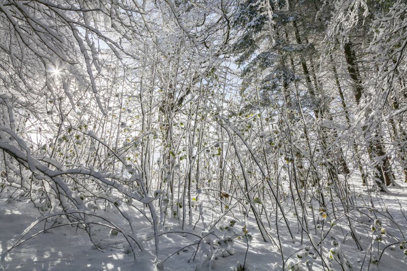 Sycamore Saplings Stock Photos - Free & Royalty-Free Stock Photos from ...