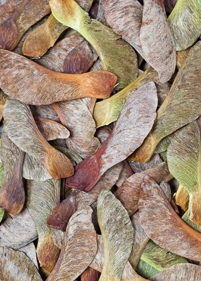 389 Sycamore Seeds Photos - Free & Royalty-Free Stock Photos from ...