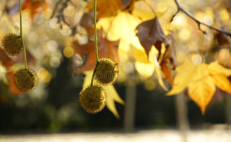 Ball of Sycamore Tree Sap stock photo. Image of resin - 128548342