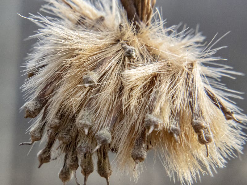 Sycamore seed pod stock image. Image of march, opened - 242743903