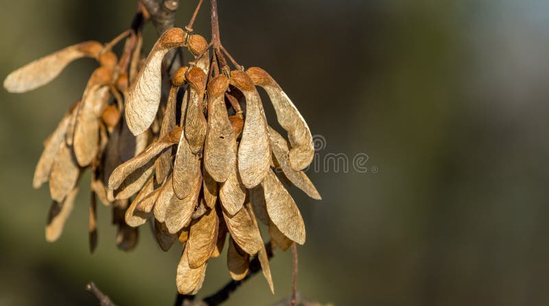 Sycamore seeds stock image. Image of culcheth, ready - 93678293