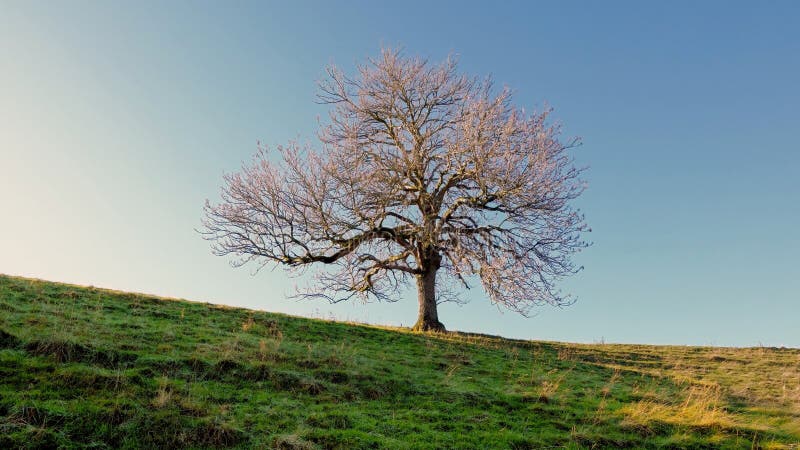 Sycamore Tree ( Acer Pseudoplatanus ) on Grassy Ridge. Stock Photo ...