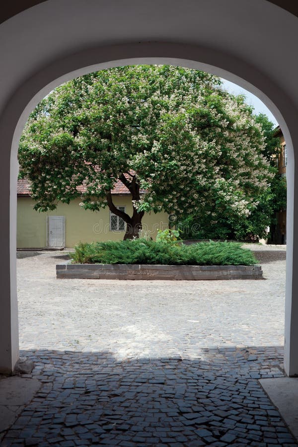 Sycamore tree blooming stock photo. Image of beauty, branch - 20258306