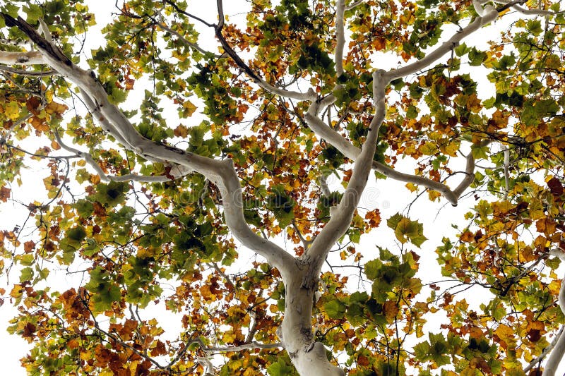 Sycamore Tree Branch Isolated on White Background Stock Image - Image ...