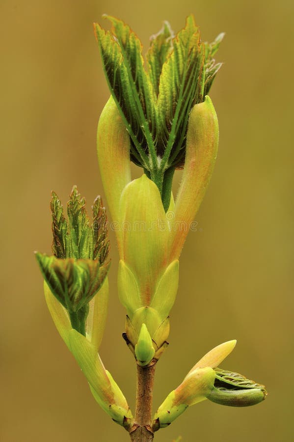 Sycamore Tree Buds (Acer Pseudoplatanus) Stock Photo - Image of ...