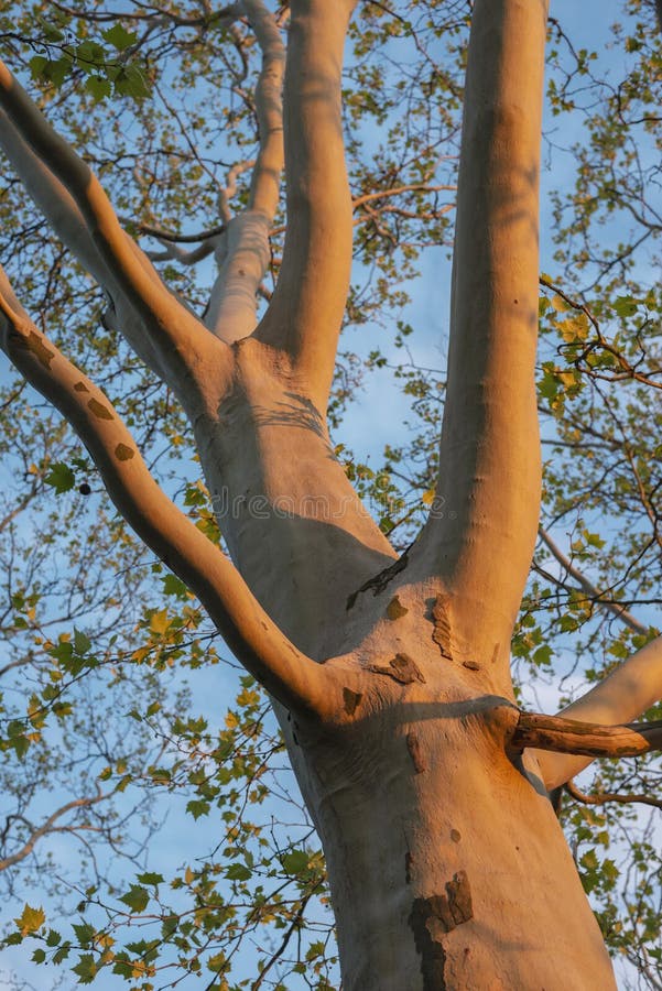 Sycamore tree by evening stock photo. Image of stem - 150147164