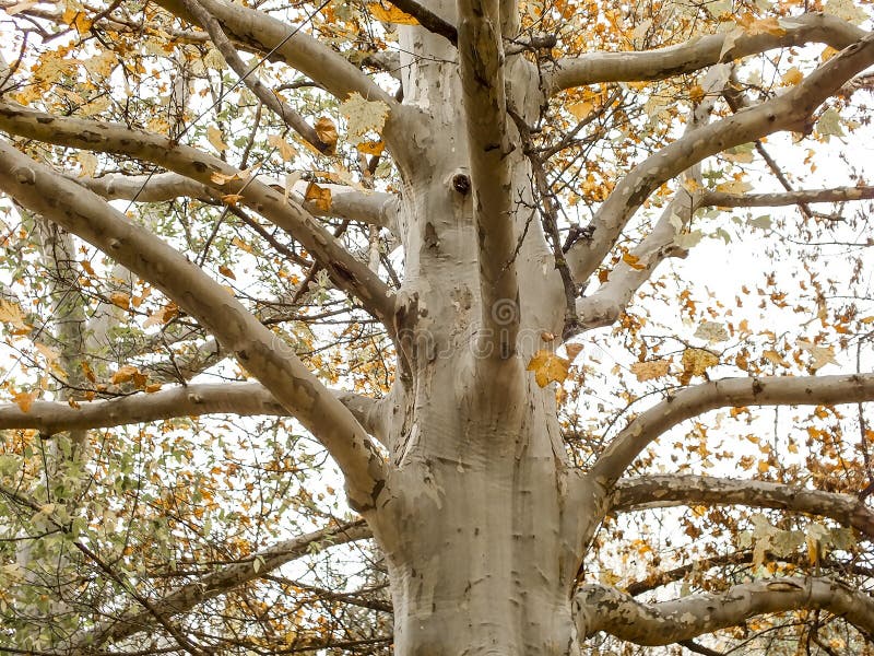 Sycamore tree in fall stock photo. Image of land, brown - 112954058