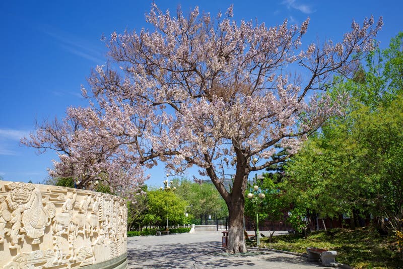 Sycamore tree flower stock photo. Image of blooming - 246418158