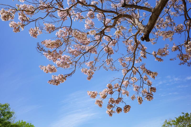 Sycamore tree flower stock image. Image of tree, wall - 246418173
