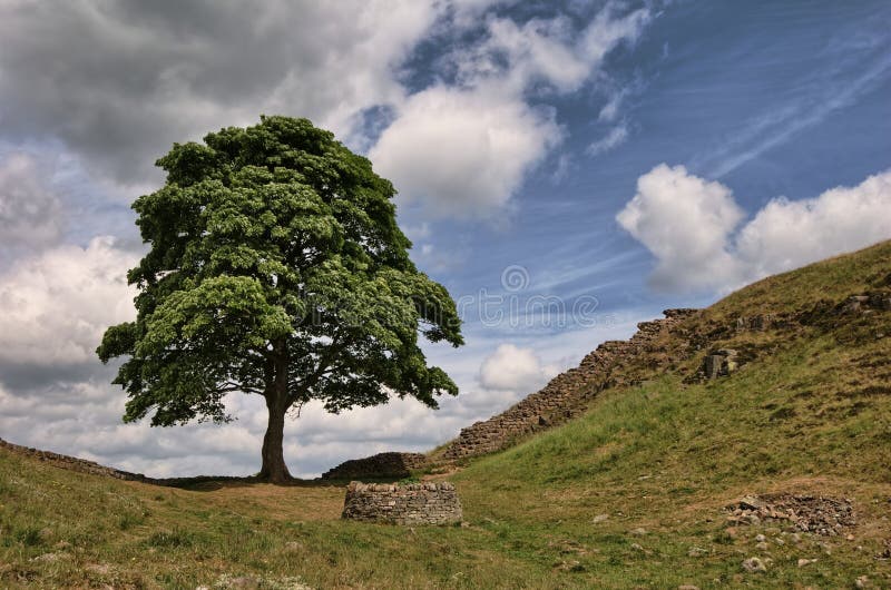 Sycamore Tree on Hadrian S Wall Stock Photo - Image of landscape ...