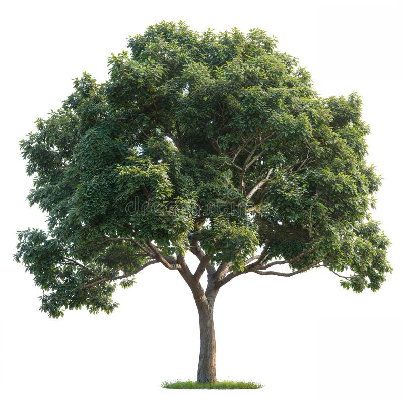 Sycamore Tree Isolated stock photo. Image of elevation - 326350038