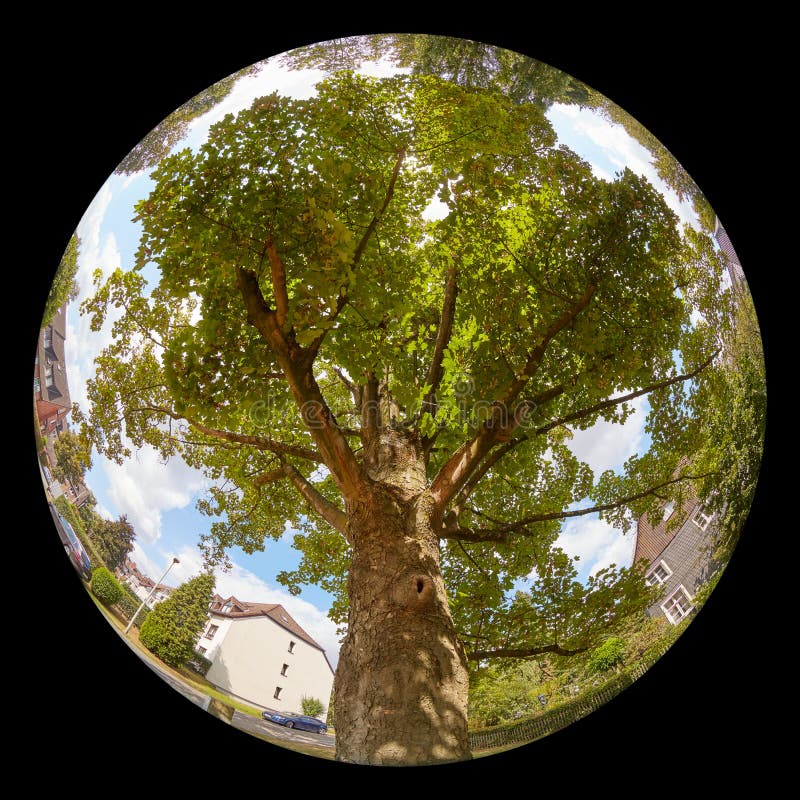 Sycamore tree stock photo. Image of plant, house, round - 155012608
